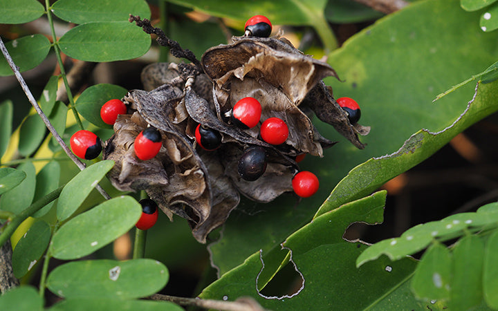 10 Amazing Benefits Of Gunja Seeds For Your Hair – Vedix